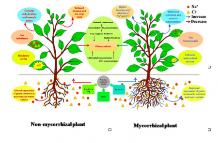 [Part 1] Multi-Role Microbes in Agriculture: Arbuscular Mycorrhizal ...