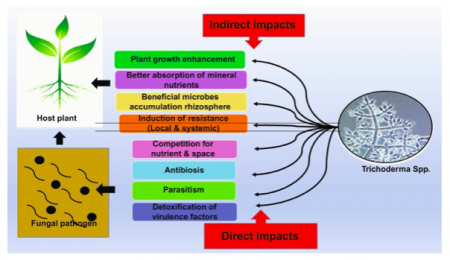 [Part 2] Multi-Role Microbes in Agriculture: Trichoderma spp - CustomAgIntel