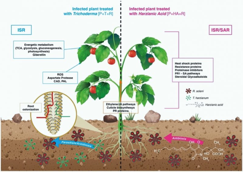 Chemical and biological treatments: Pros and Cons - CustomAgIntel
